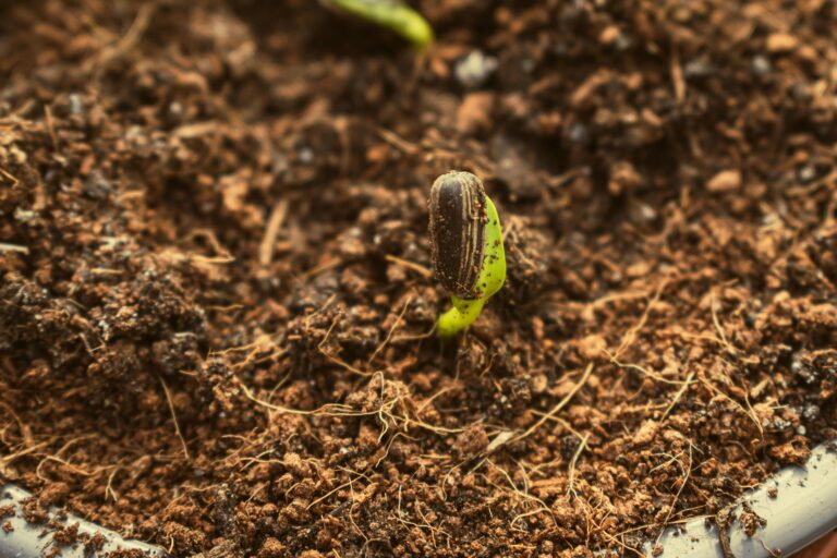 Planting seeds - Trusted Coach Directory